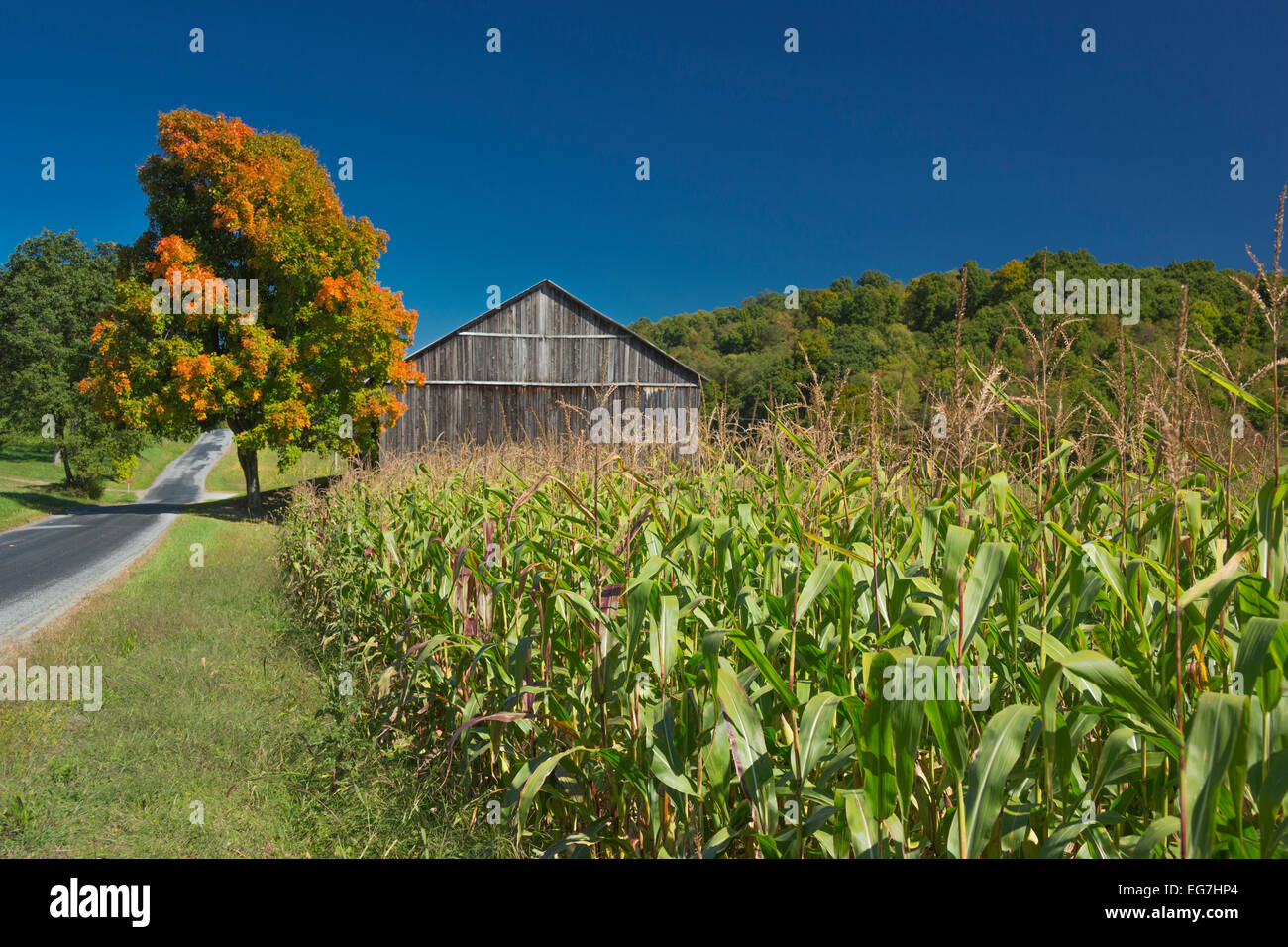 FALL SCENIC ROADSIDE CORNFIELD SINGLE TREE BARN INDIANA COUNTY ...