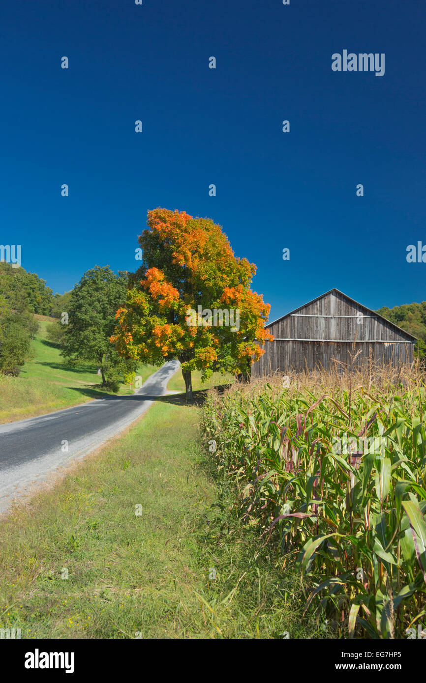 FALL SCENIC ROADSIDE CORNFIELD SINGLE TREE BARN INDIANA COUNTY ...