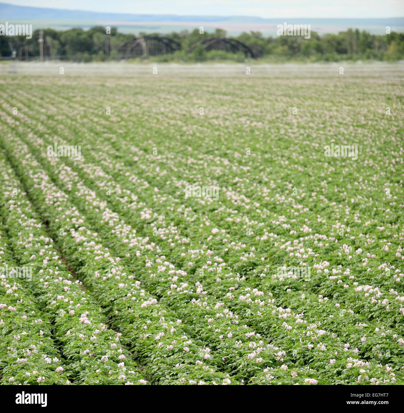 Potatoes growing in a farm field Stock Photo - Alamy