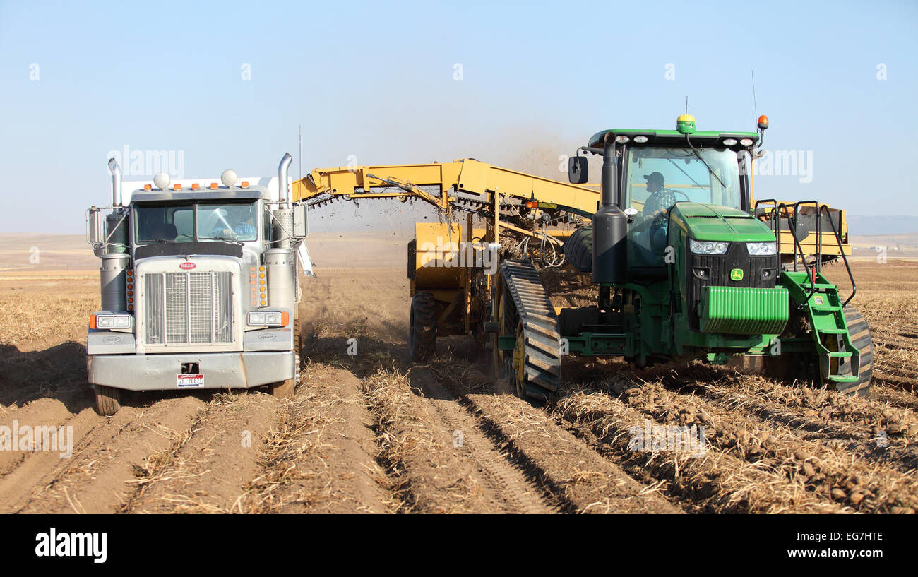 Farmers and field hands use farm machinery in the field harvesting ...