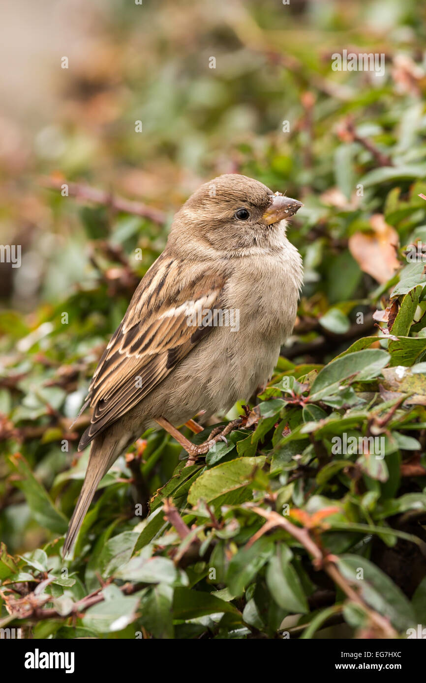 Female sparrow in nature forest Stock Photo - Alamy