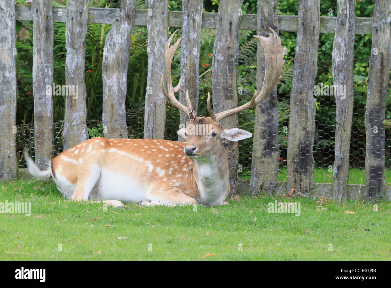 Fallow deer stag relaxing in the summer sunshine at a deer park in ...