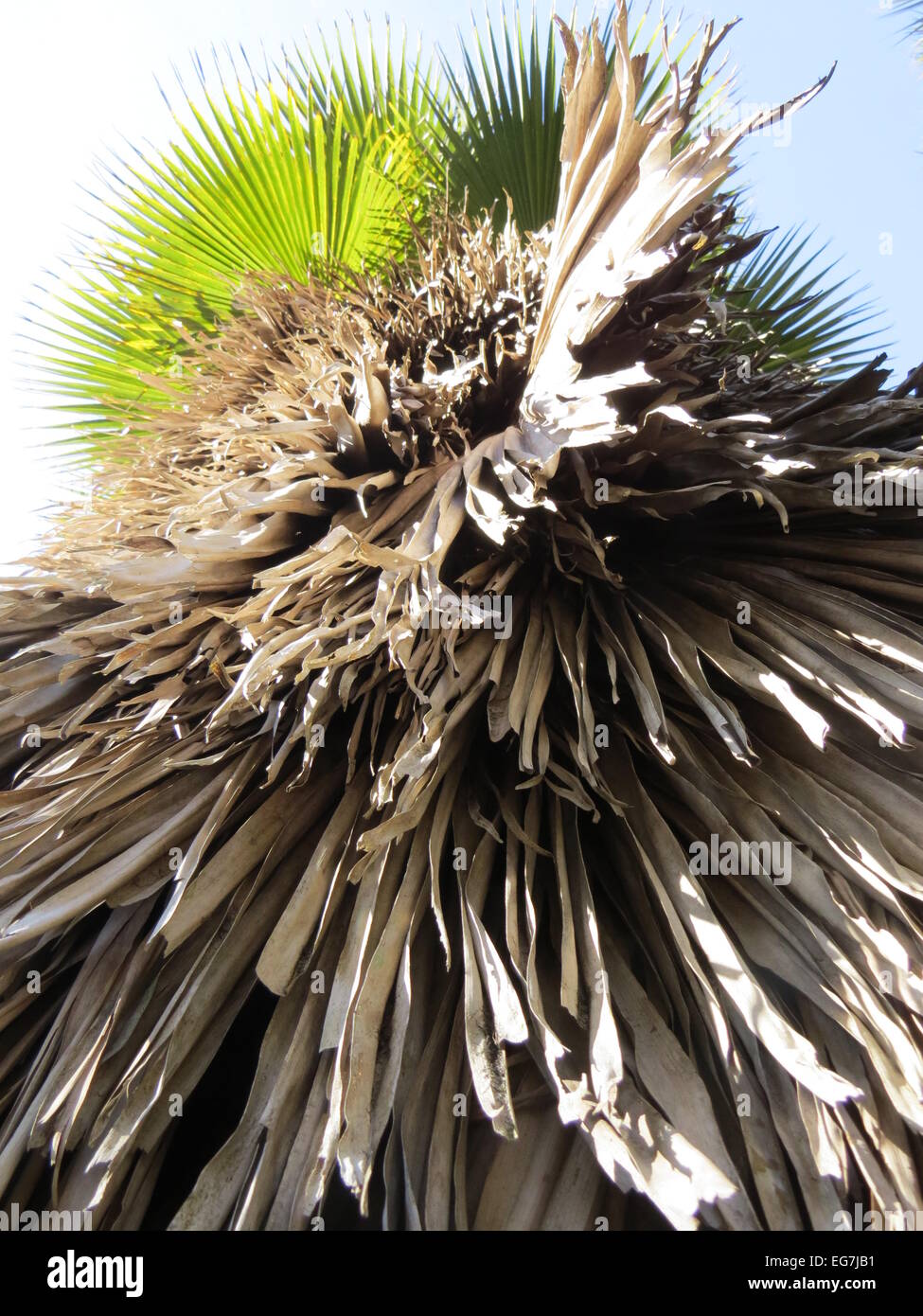 Palm frans hi-res stock photography and images - Alamy