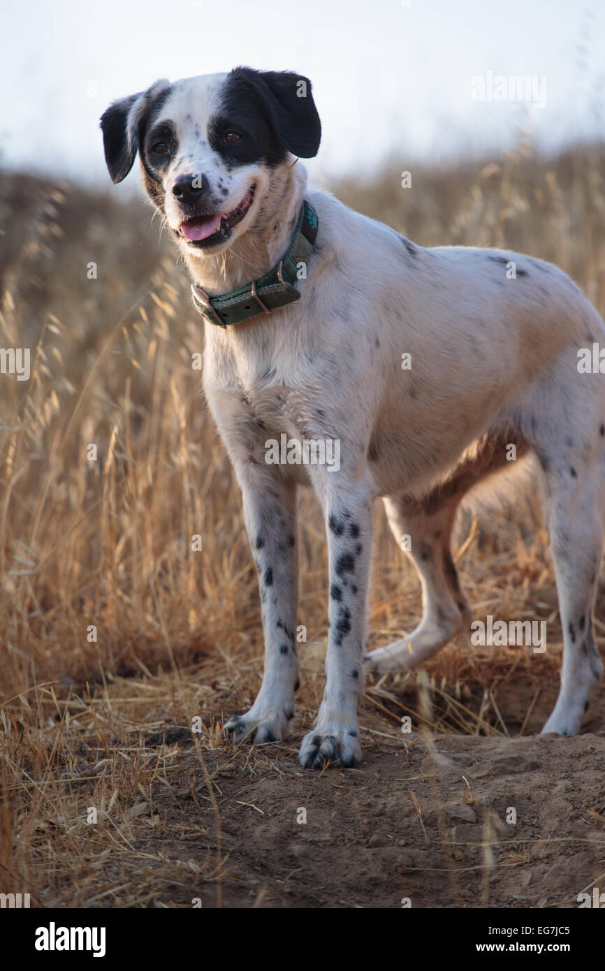 Happy dog in a field Stock Photo - Alamy