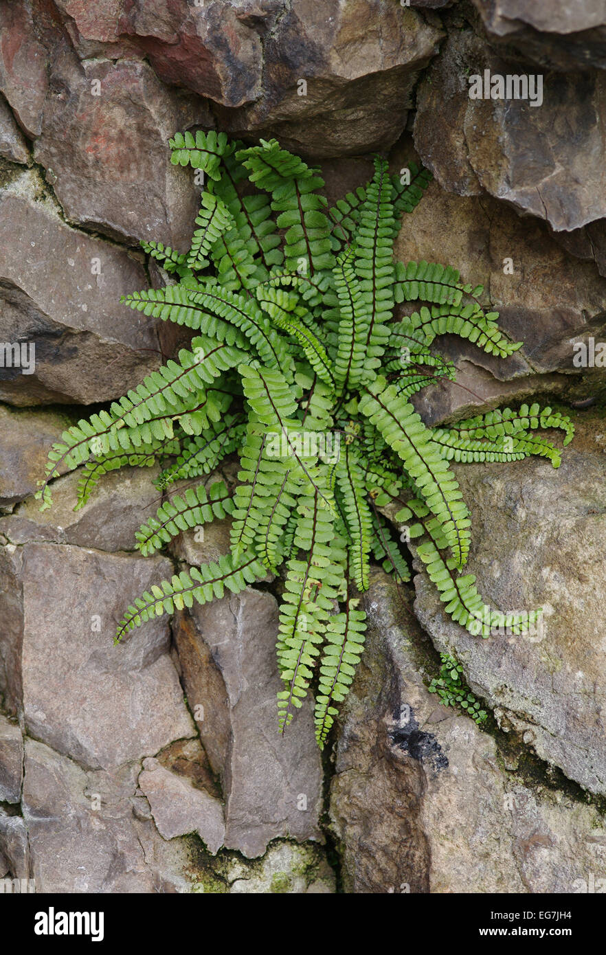 The common spleenwort - Asplenium trichomanes Stock Photo - Alamy
