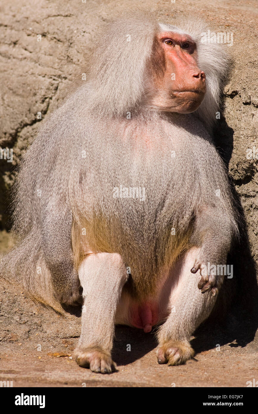 Hamadryas Baboon (Papio hamadryas), male Stock Photo - Alamy