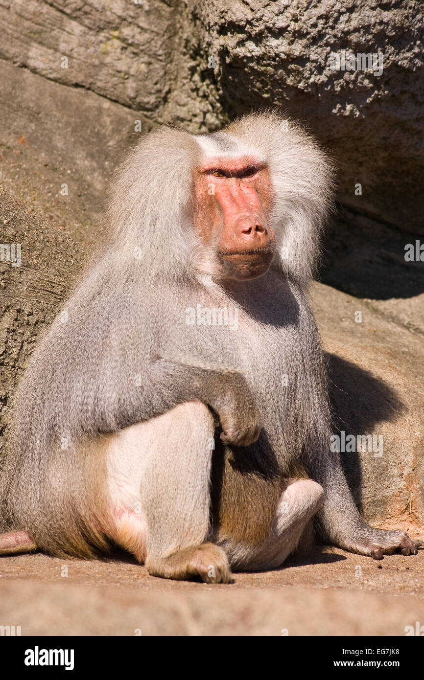 Hamadryas Baboon (Papio hamadryas), male Stock Photo - Alamy
