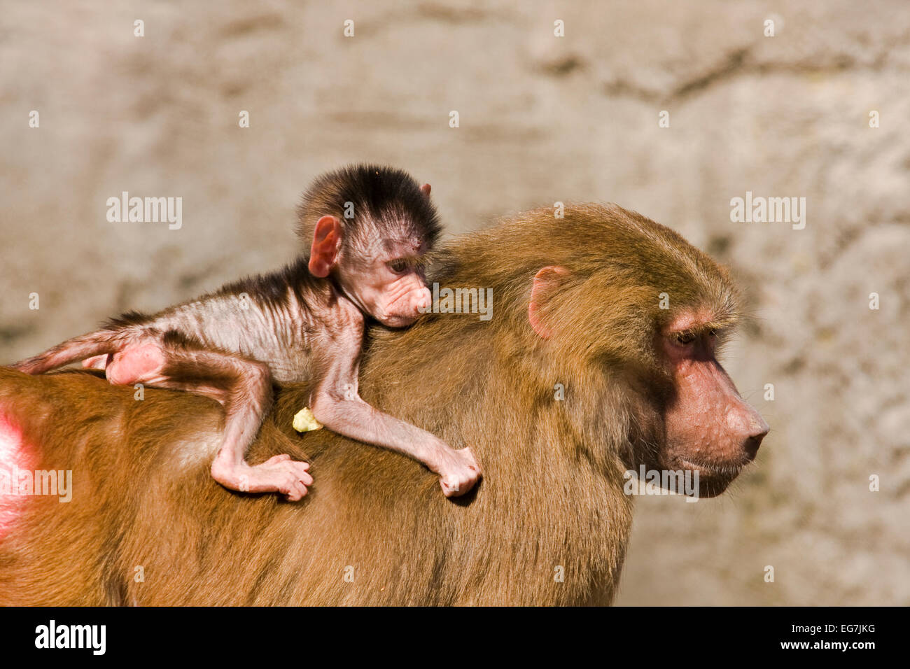 Hamadryas pavian papio hamadryas hi-res stock photography and images ...