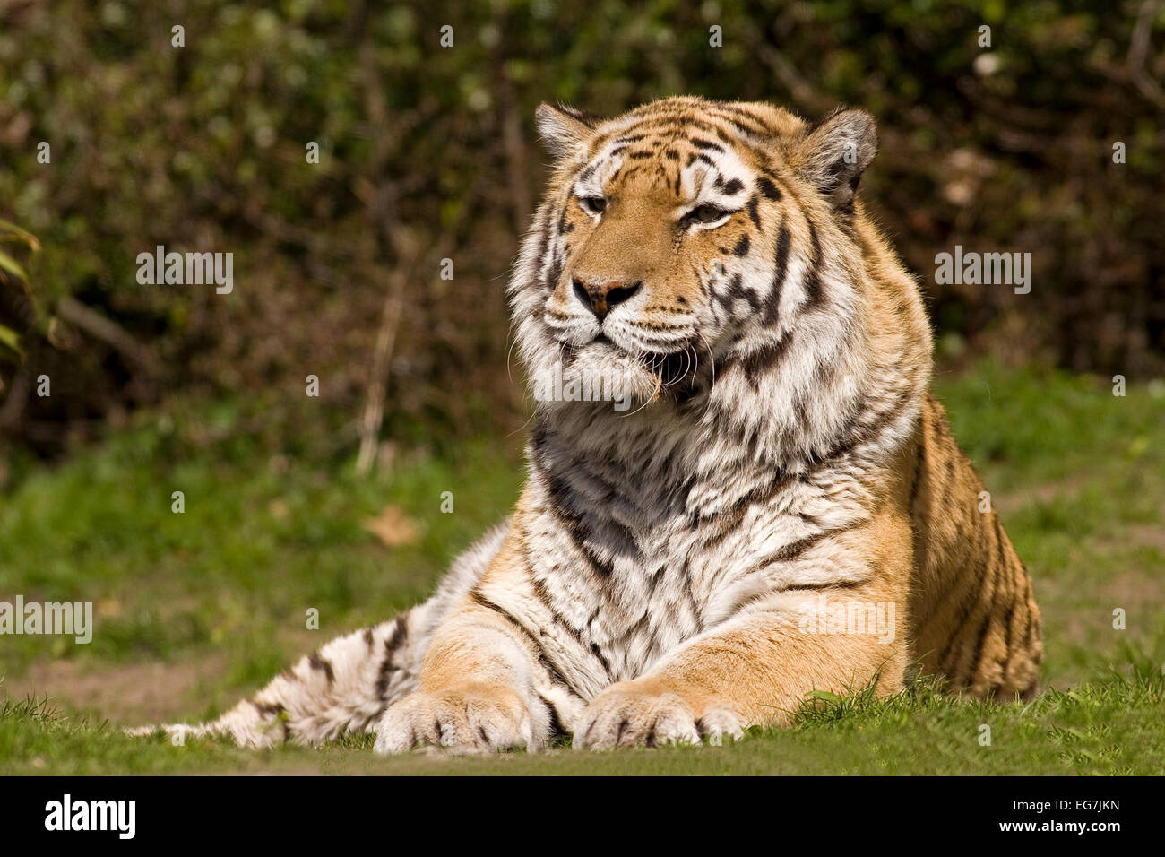 Siberian tiger, Amur tiger (Panthera tigris altaica Stock Photo - Alamy