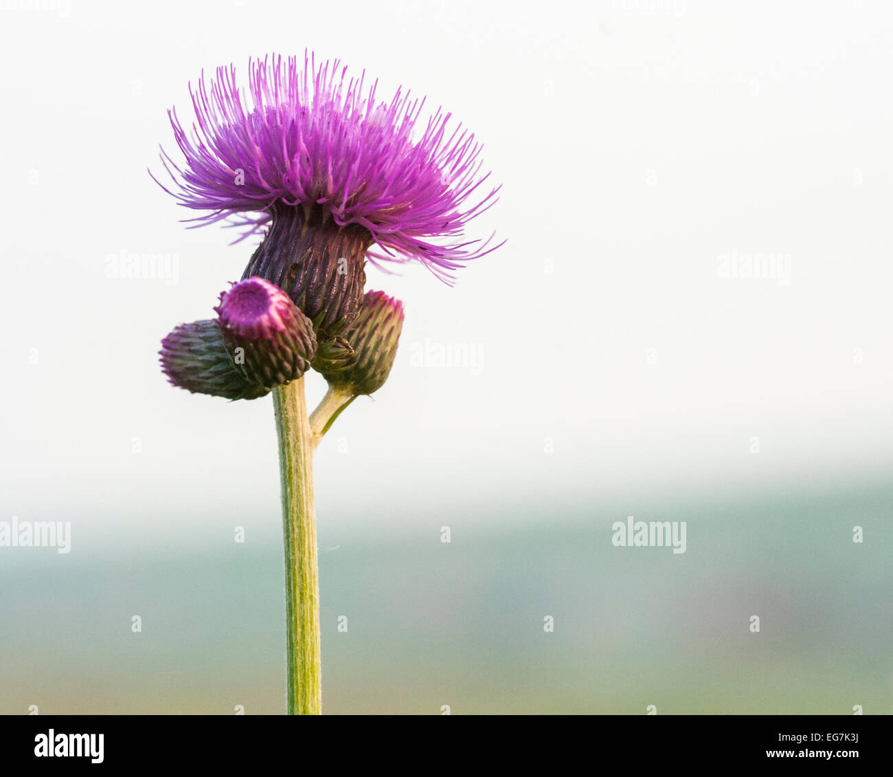 Purple thistle (Carduus) flower on blurred natural background Stock ...