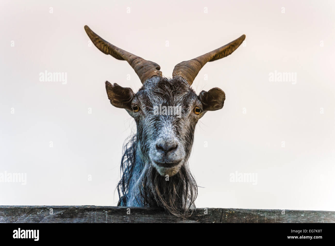 Domestic goat looking over fence hi-res stock photography and images ...