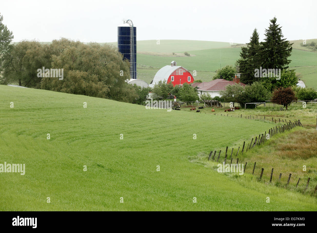 A barn in the Palouse area of Washington state, during gentle rain ...