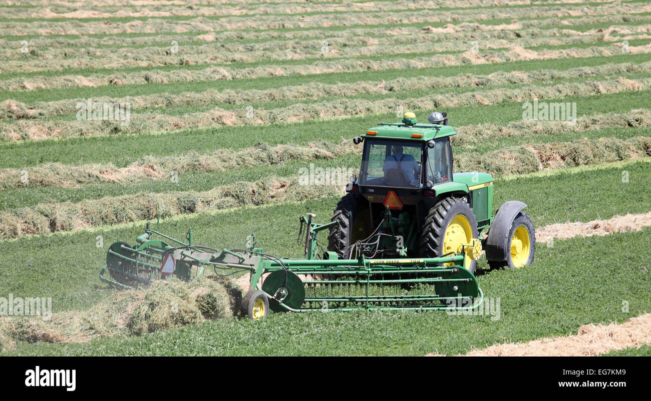 A view of a farmer turning wind rowed hay for drying Stock Photo - Alamy