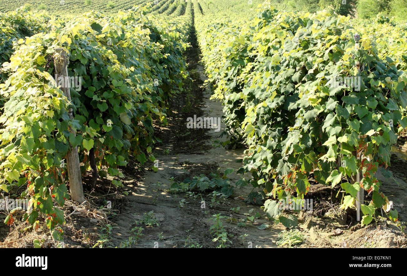 Grape vines growing in a vinyard Stock Photo - Alamy