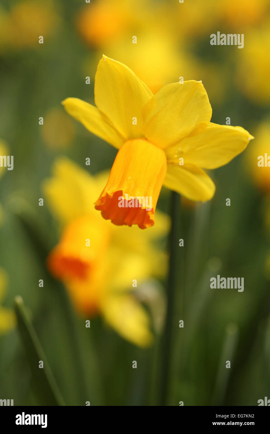 Spring daffodils blooming in a bulb farm field Stock Photo - Alamy