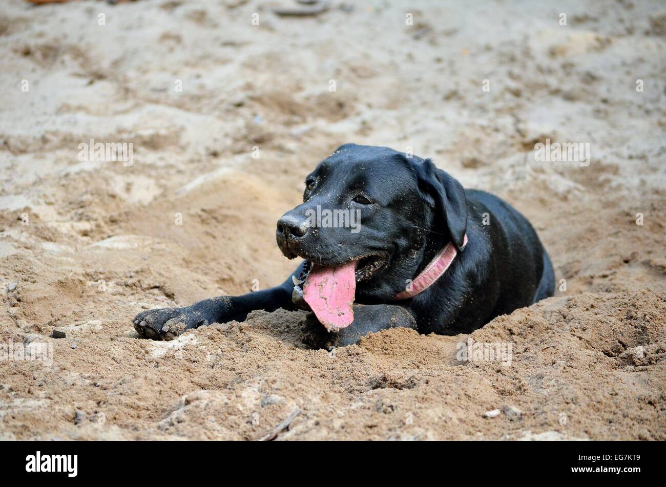 crazy labrador in sand Stock Photo - Alamy