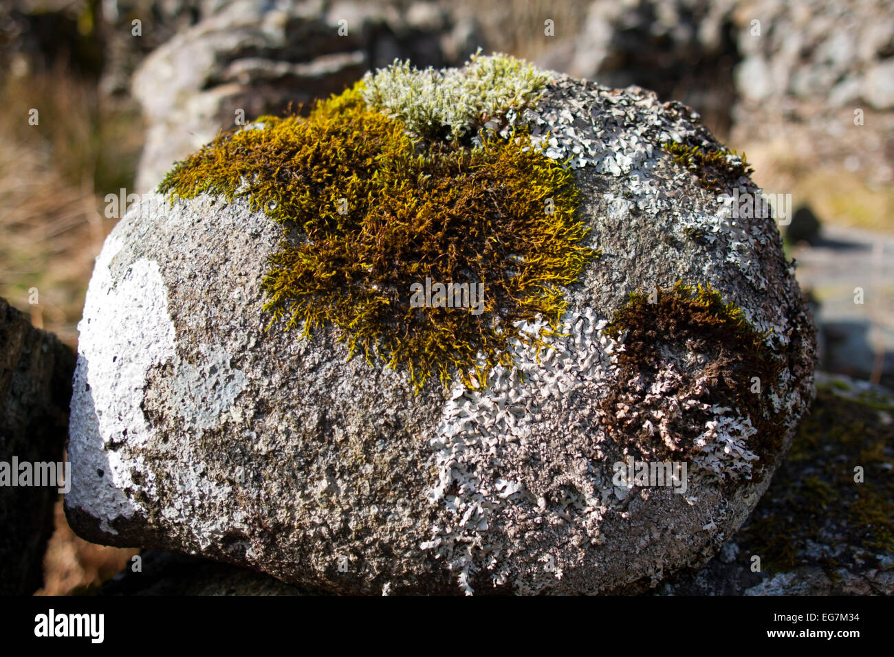 Detail of moss growing on Rock in Scotland Stock Photo - Alamy