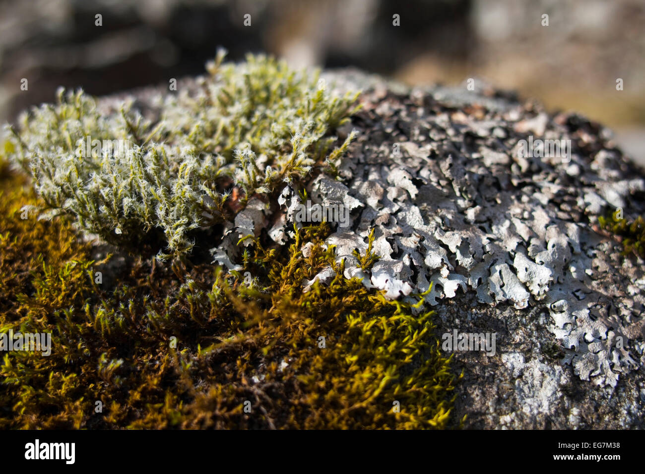 Detail of moss growing on Rock in Scotland Stock Photo - Alamy