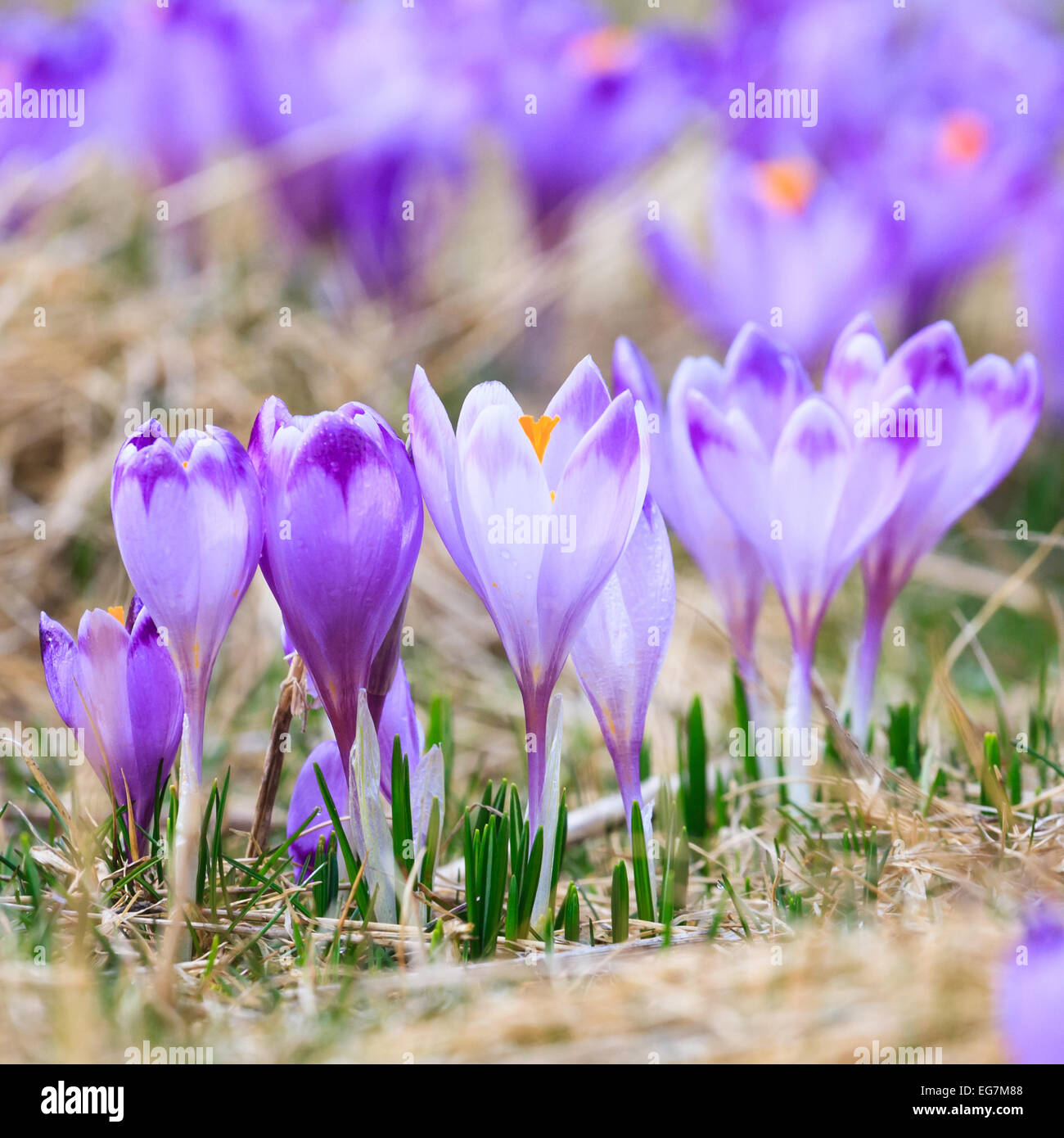 Blooming violet crocuses, spring flower Stock Photo - Alamy