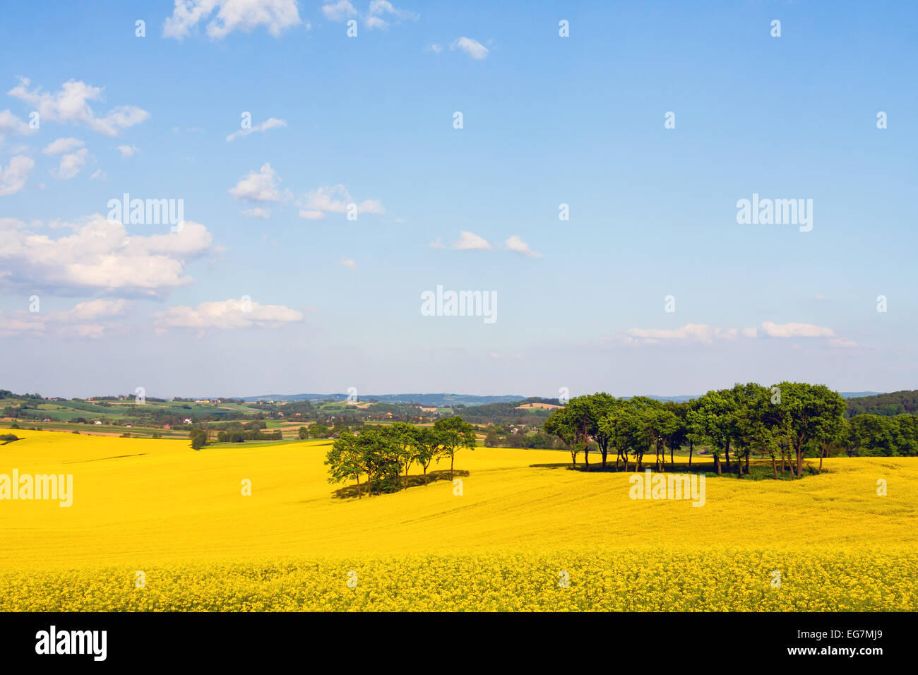 Landscape with yellow rapeseed field Stock Photo - Alamy