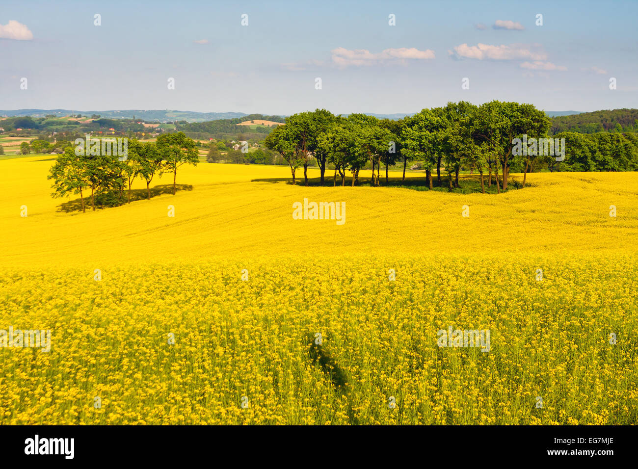 Landscape with yellow rapeseed field Stock Photo - Alamy