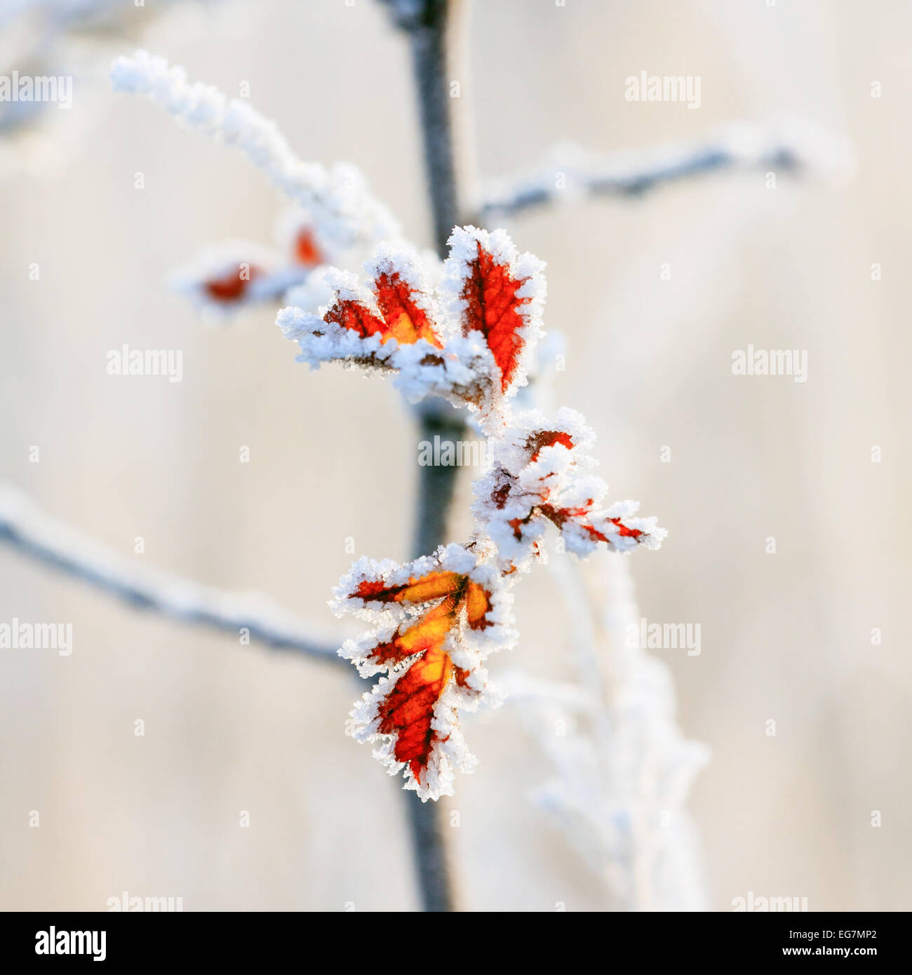 Hoarfrost background hi-res stock photography and images - Alamy
