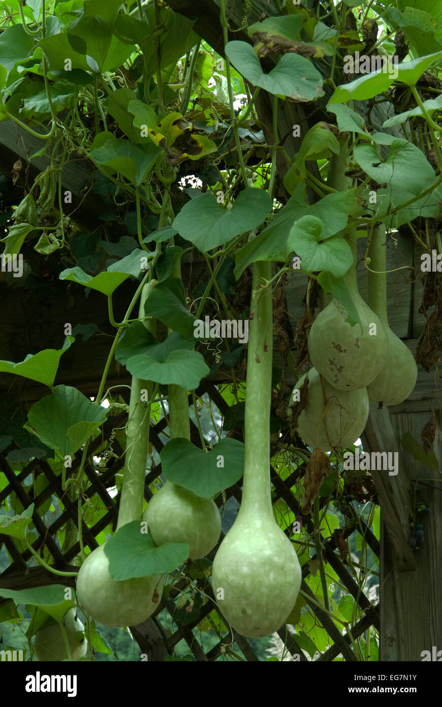 Long Handle Dipper Gourd Lagenaria siceraria Stock Photo - Alamy