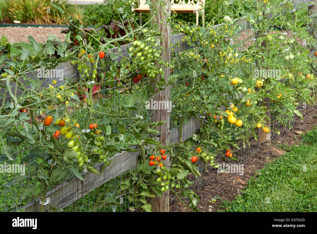 Tomato plant support hi-res stock photography and images - Alamy