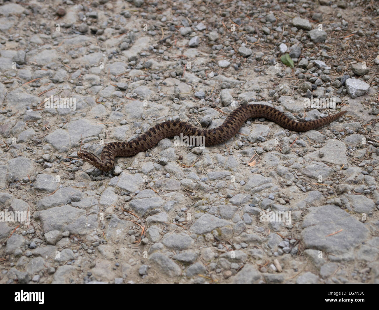 Adder snake hi-res stock photography and images - Alamy
