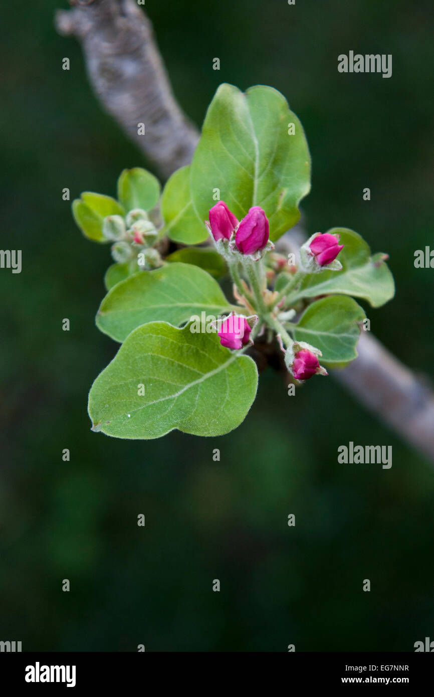 Buds of the tree hi-res stock photography and images - Alamy
