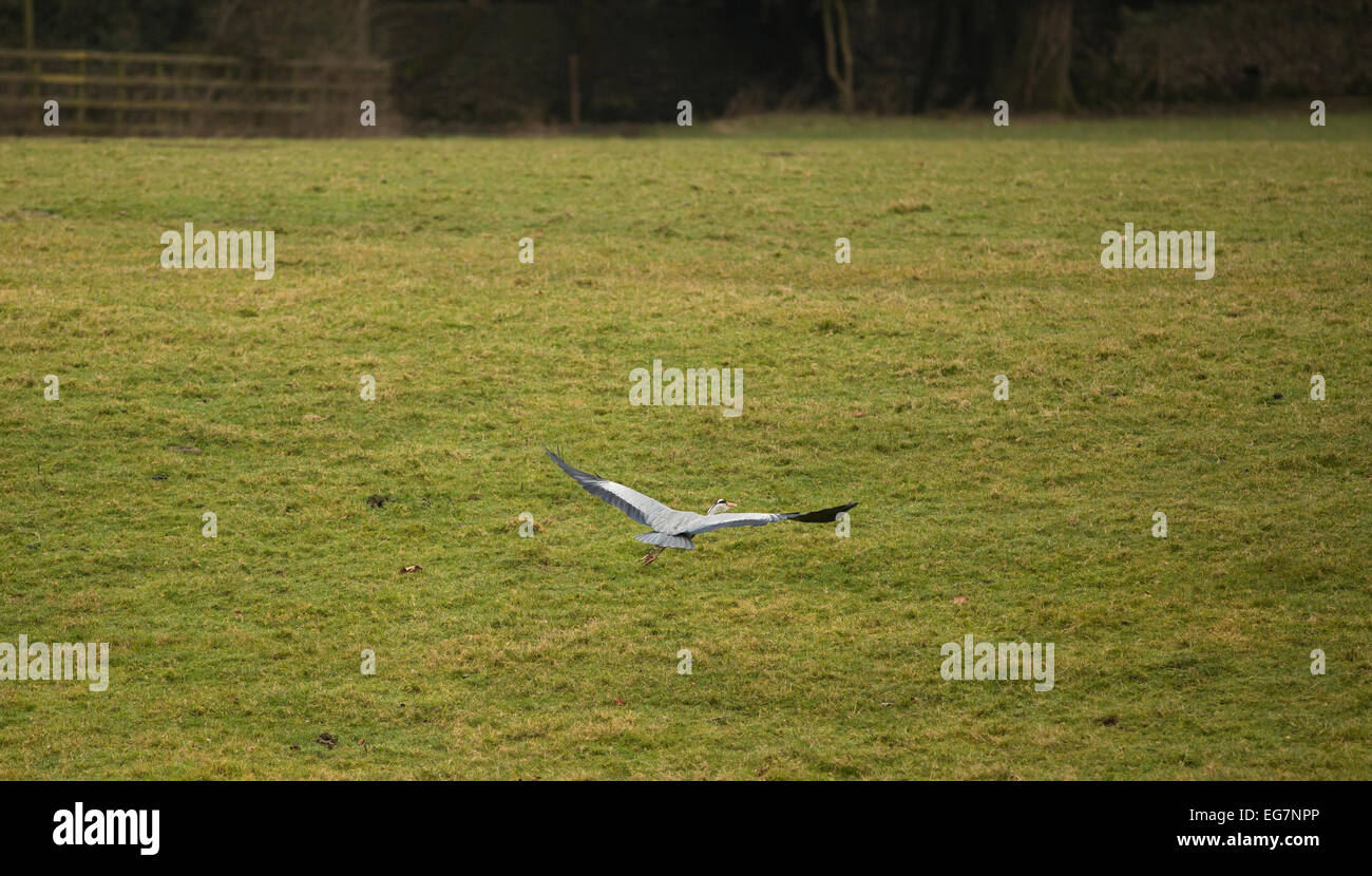 grey heron flying low over field Stock Photo - Alamy