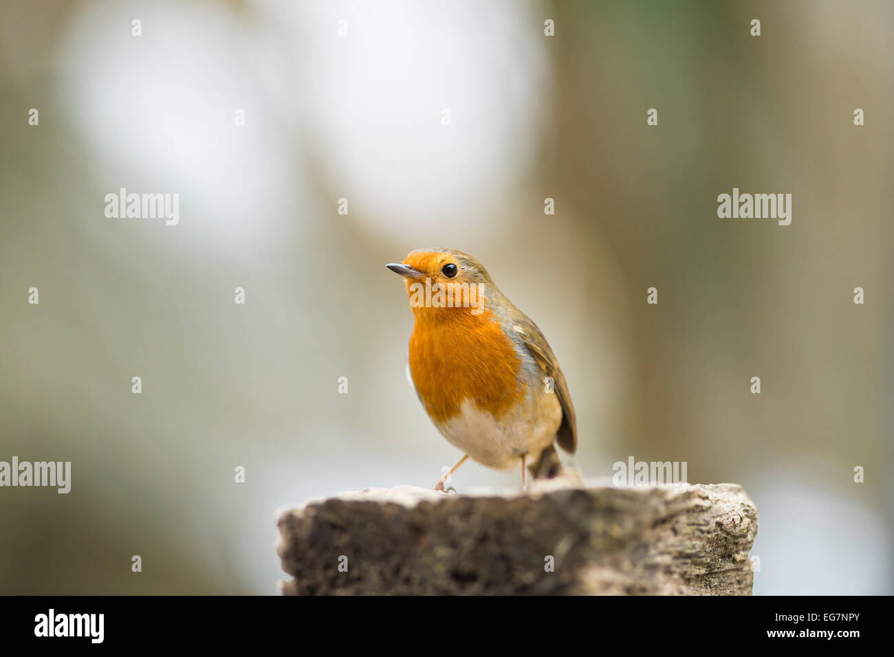 Wood robin hi-res stock photography and images - Alamy
