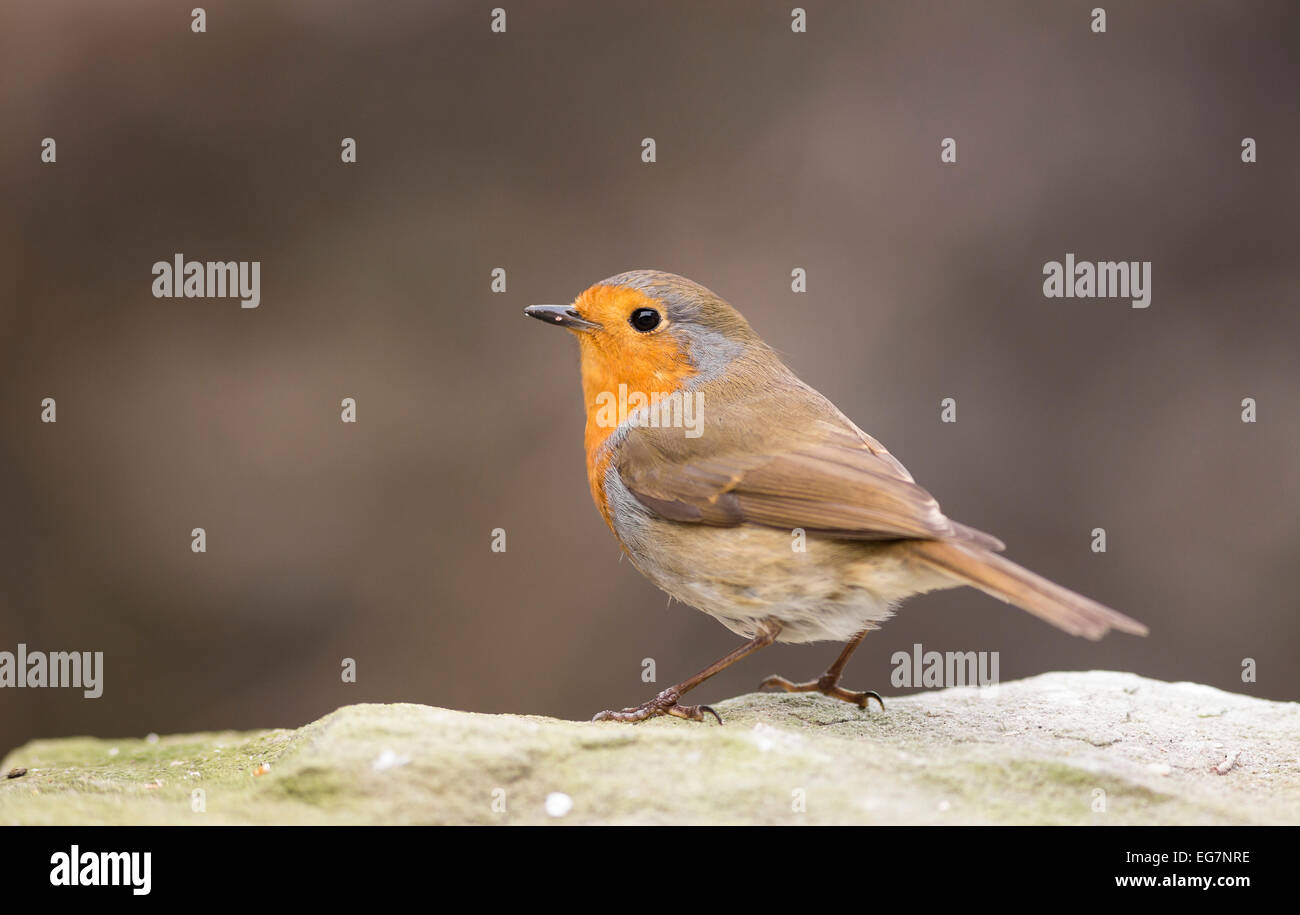 Robin stone hi-res stock photography and images - Alamy