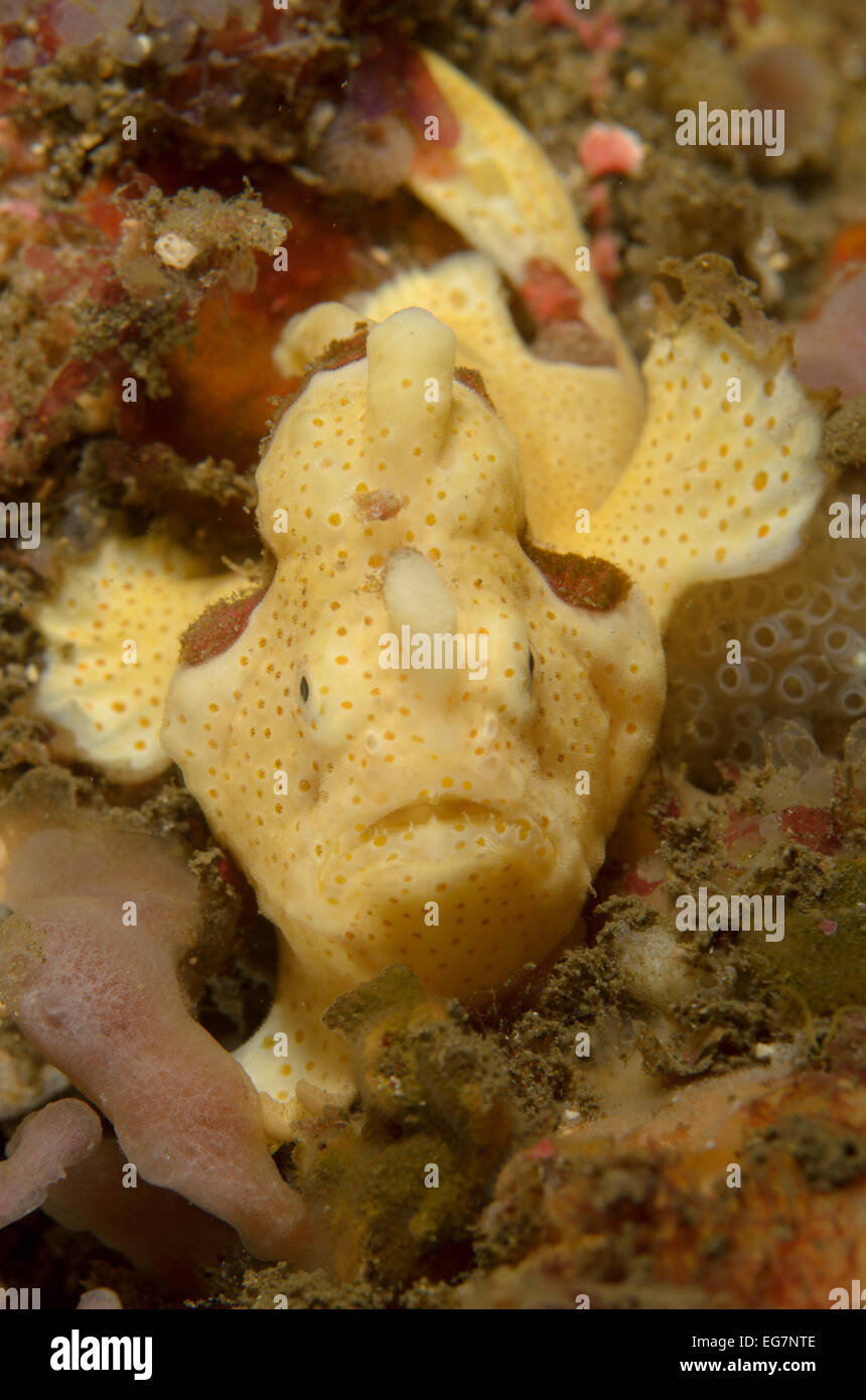 Botany Bay Anglerfish High Resolution Stock Photography and Images - Alamy