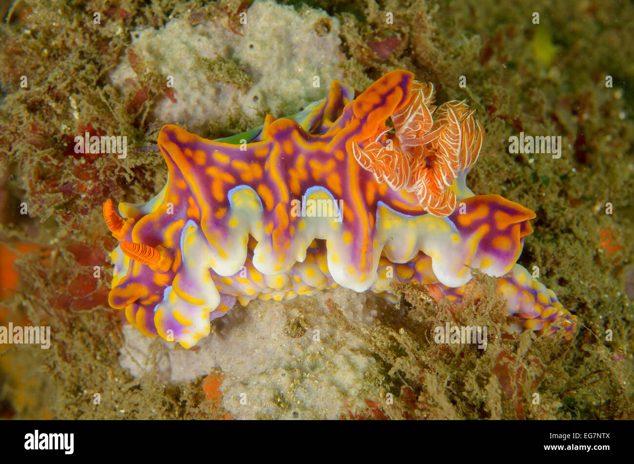 Miamira Magnifica High Resolution Stock Photography and Images - Alamy