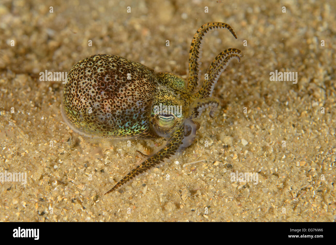 Southern dumpling squid, Euprymna tasmanica, at Camp Cove, Watsons Bay ...