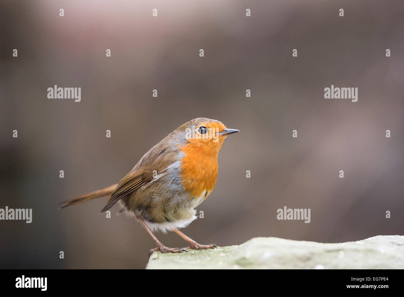 Robin on stone hi-res stock photography and images - Alamy