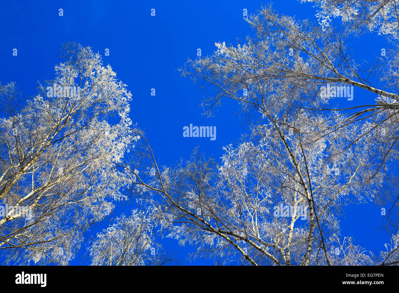 Trees with hoarfrost at winter Stock Photo - Alamy