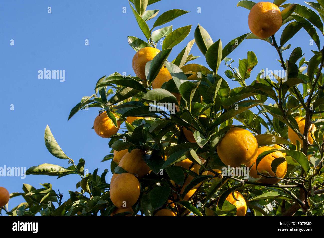 Backyard lemon tree in El Cerrito, California Stock Photo - Alamy