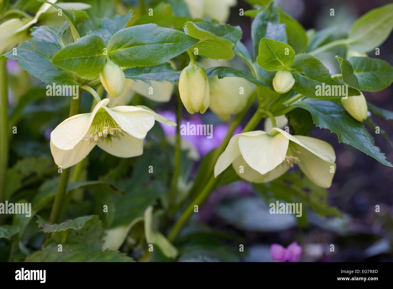 Helleborus. Yellow hellebores in winter Stock Photo - Alamy
