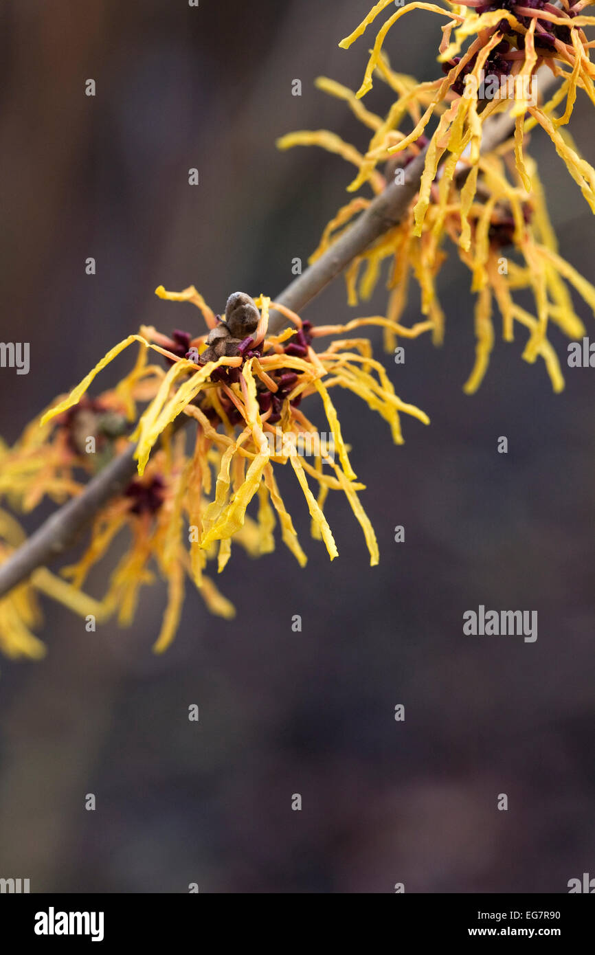 Hamamelis x intermedia Vesna. Witch hazel flowers Stock Photo - Alamy