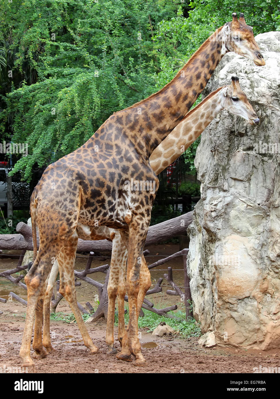 Couple giraffe in the zoo Stock Photo - Alamy