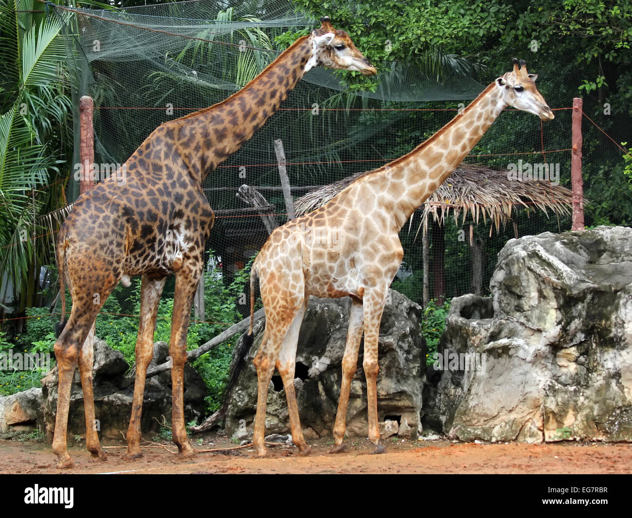 Wildlife zoo giraffe hi-res stock photography and images - Alamy
