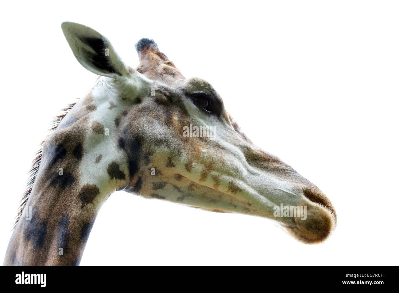 giraffe isolated on white background Stock Photo - Alamy