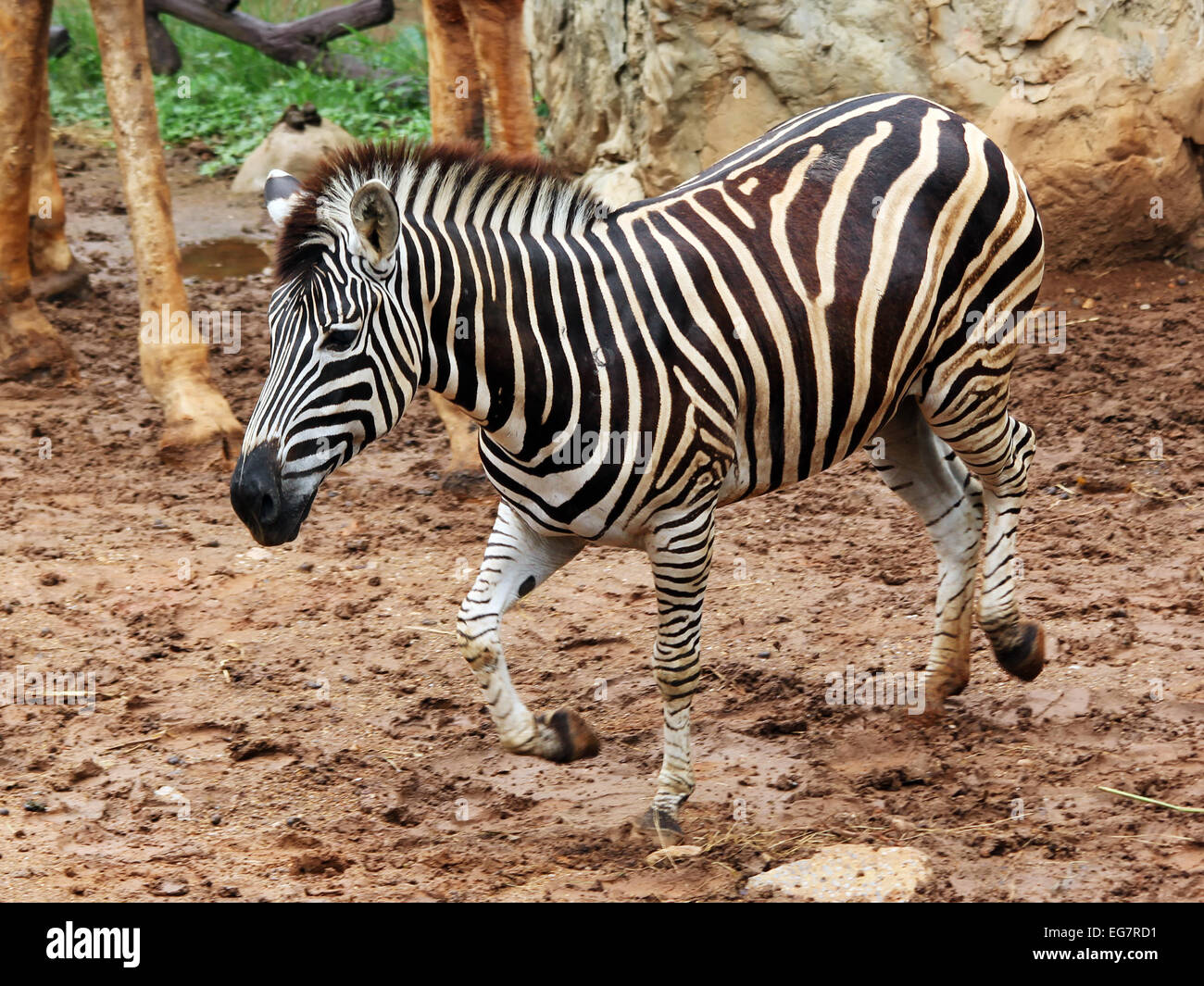 A zebra in the zoo Stock Photo - Alamy