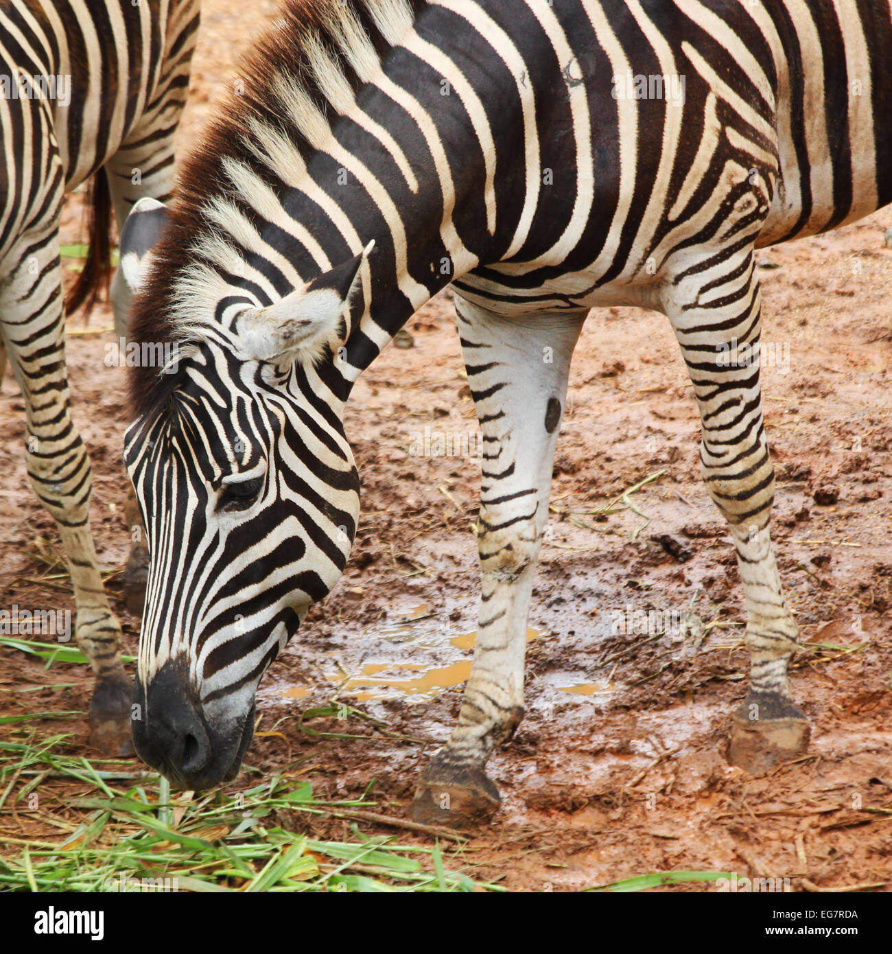 Closeup of zebra in the zoo Stock Photo - Alamy