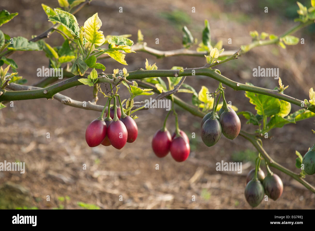 Tamarillo tree tomatoes Stock Photo - Alamy