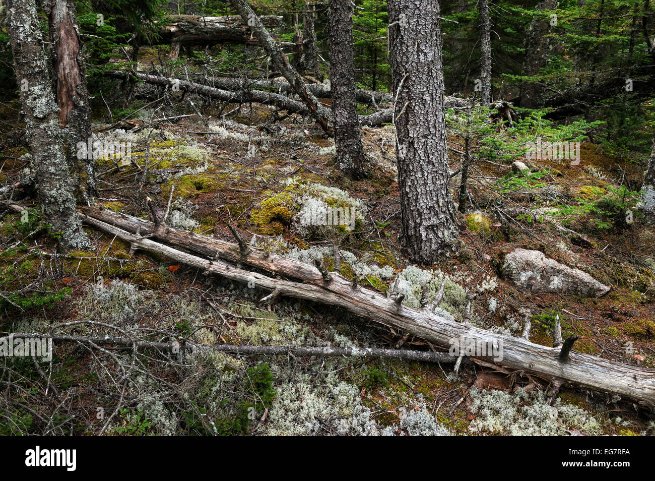 Old growth forest trees hi-res stock photography and images - Alamy