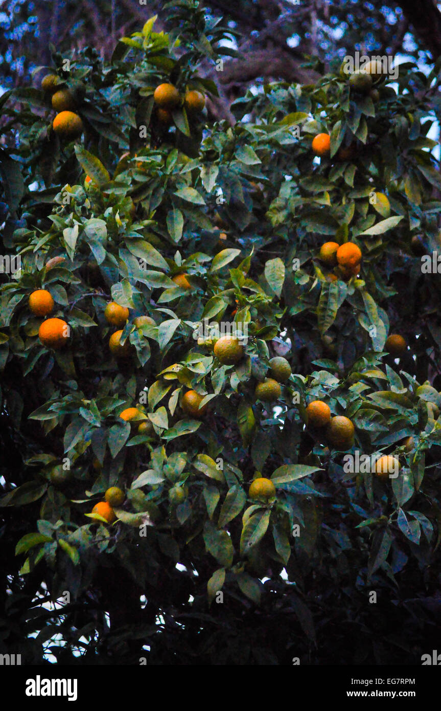 tangerine tree Barcelona Spain roadside Stock Photo - Alamy