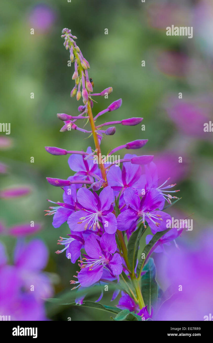 Fireweed Epilobium angustifolium wildflower Stock Photo - Alamy